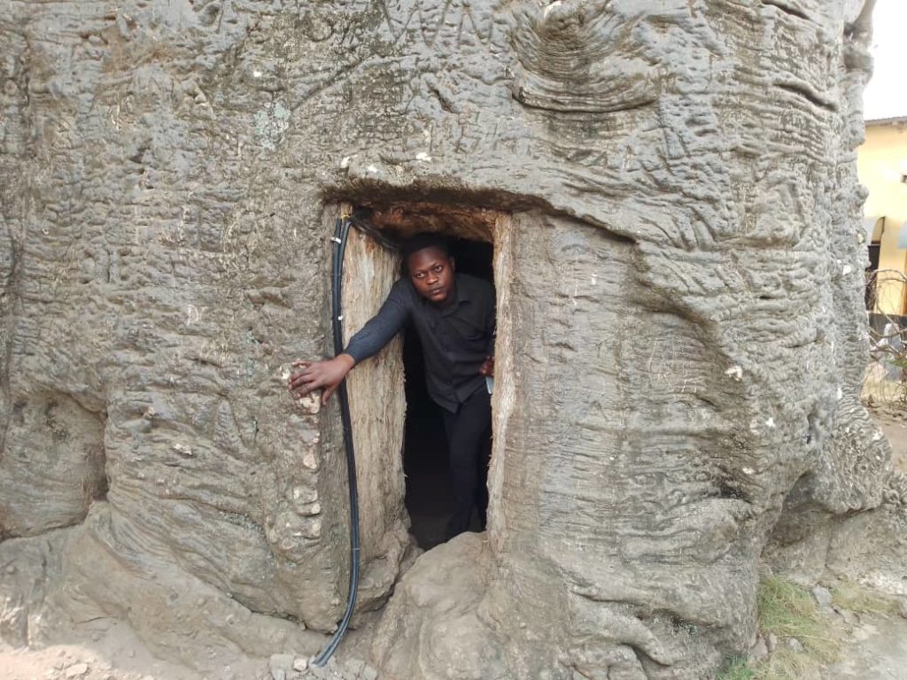Baobab de Stanley : l’un des sites touristiques les plus visités en RDC ...